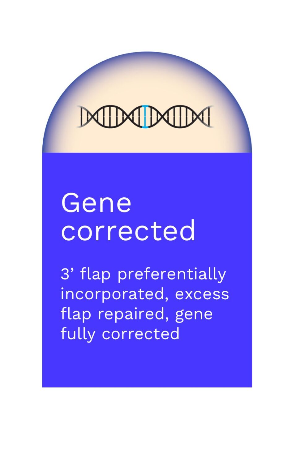 Science | Prime Medicine