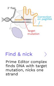 Science | Prime Medicine