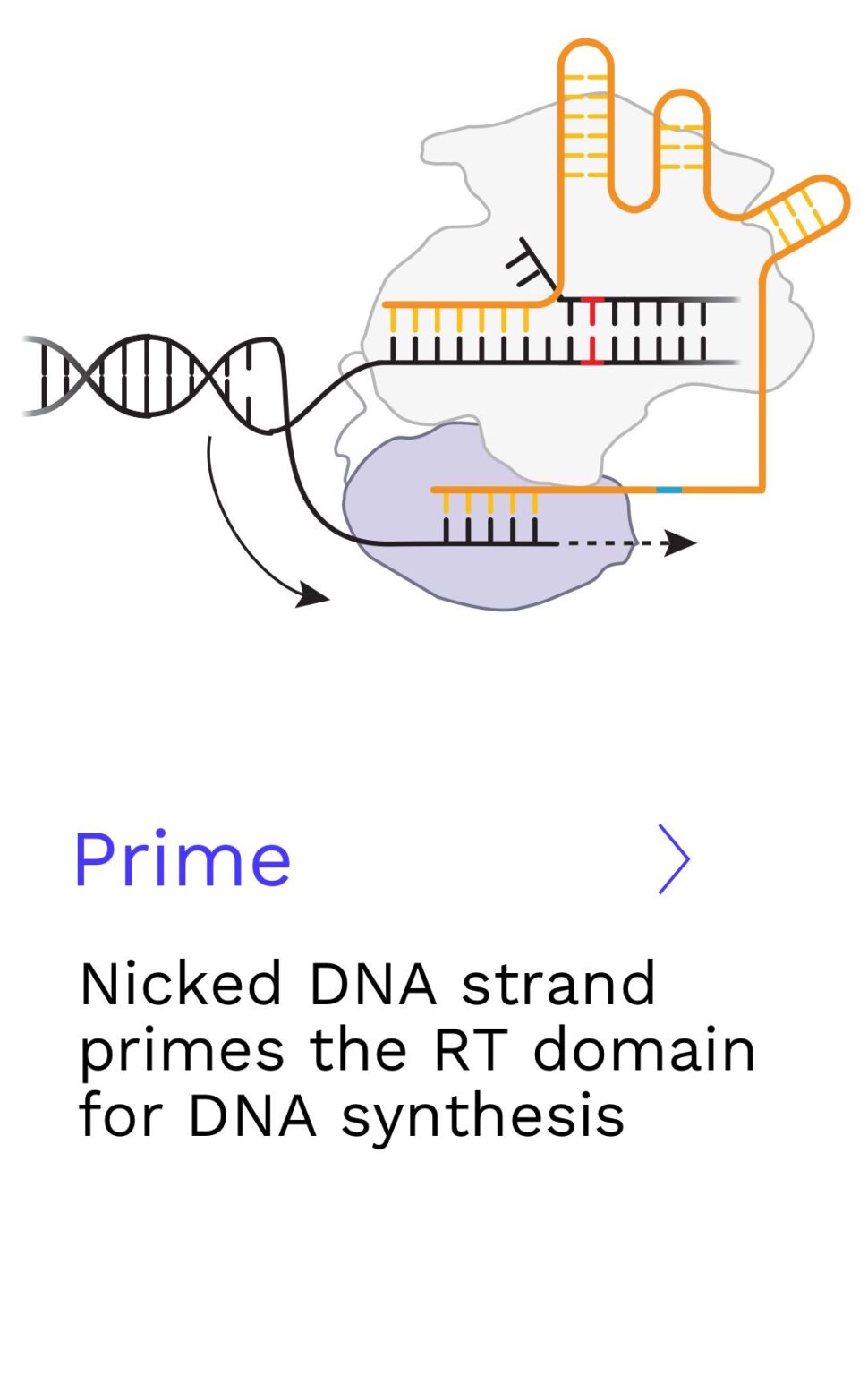 Science | Prime Medicine