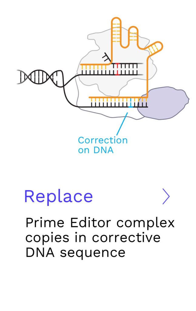 Science | Prime Medicine