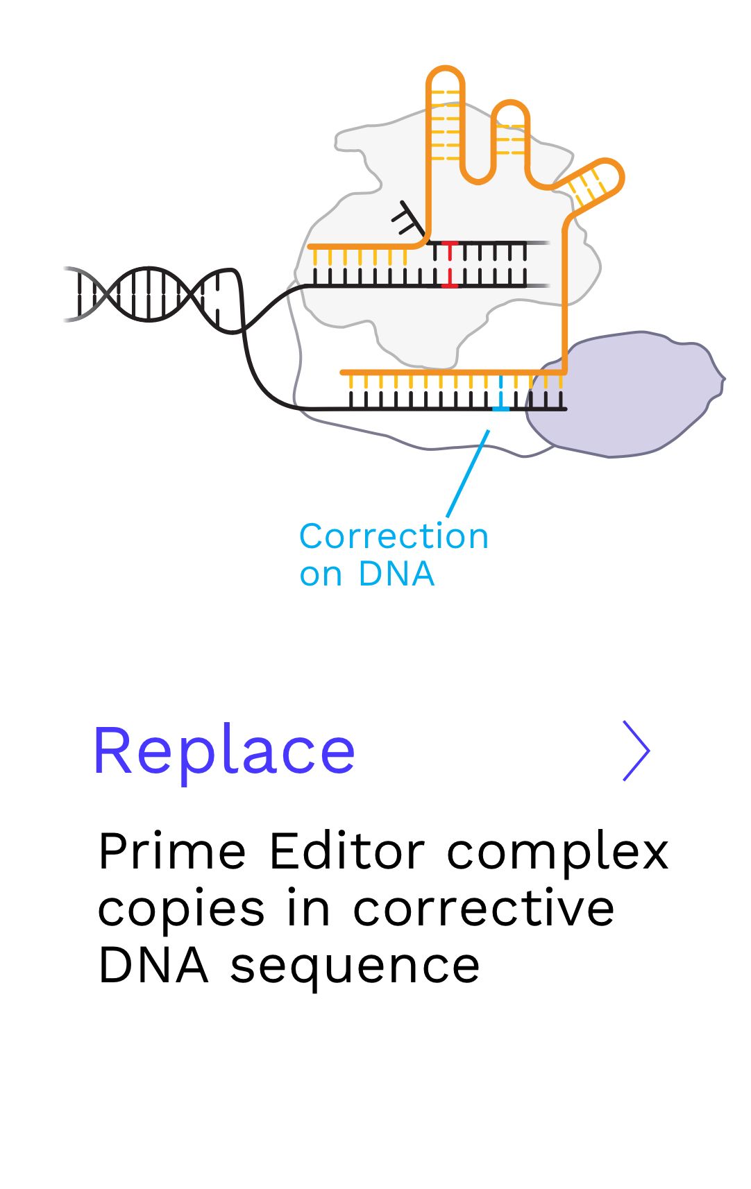 Science | Prime Medicine