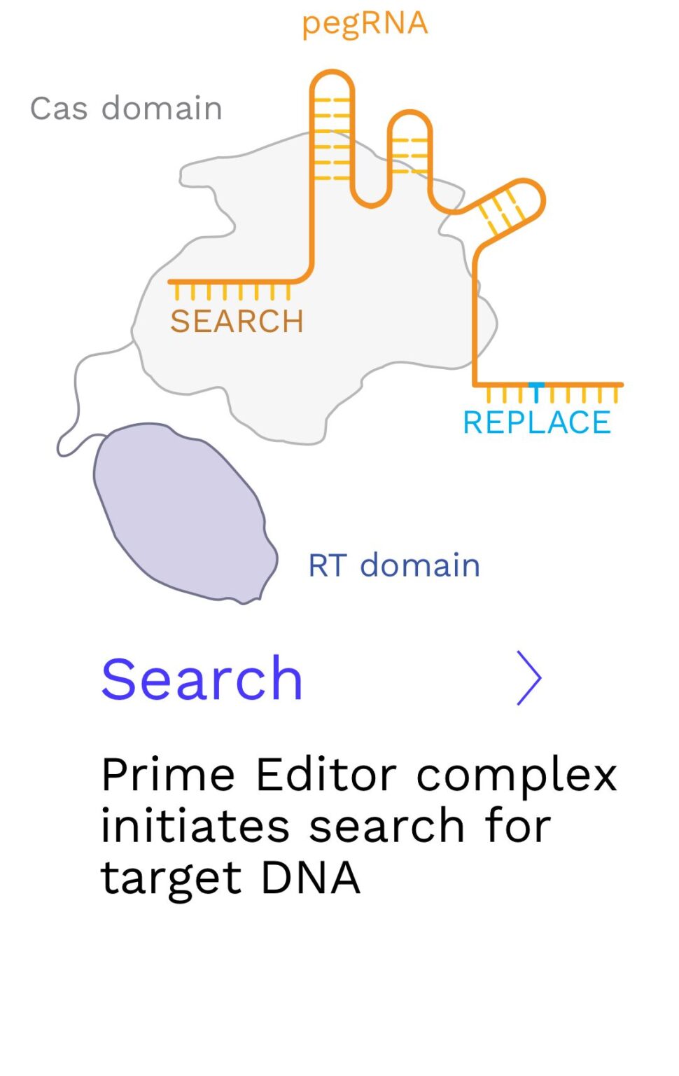 Science | Prime Medicine